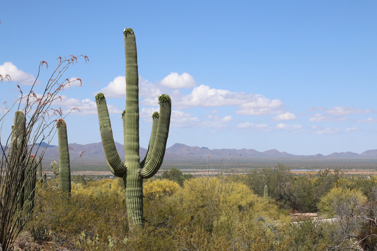 Tucson Travel Guide – Sightseers' Delight