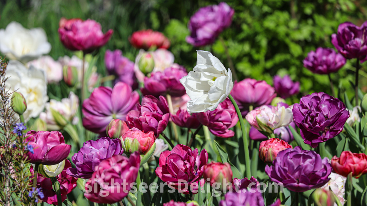 A spring visit to the State Botanical Garden of Georgia – Sightseers ...