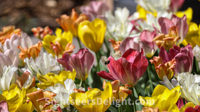 A spring visit to the State Botanical Garden of Georgia – Sightseers ...