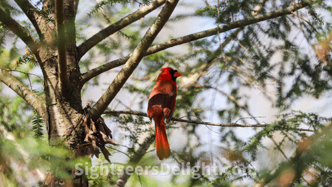 A spring visit to the State Botanical Garden of Georgia – Sightseers ...