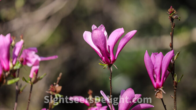 A spring visit to the State Botanical Garden of Georgia – Sightseers ...