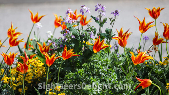 A spring visit to the State Botanical Garden of Georgia – Sightseers ...