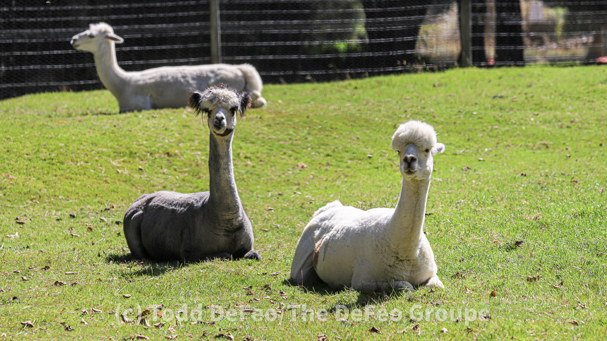 Just hanging out with my mates - Sightseers' Delight