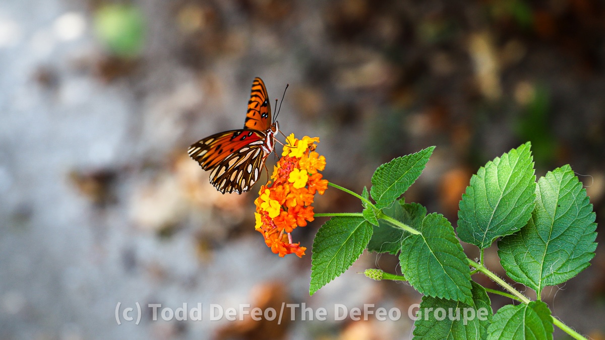 A butterfly on the first day of fall – Sightseers' Delight